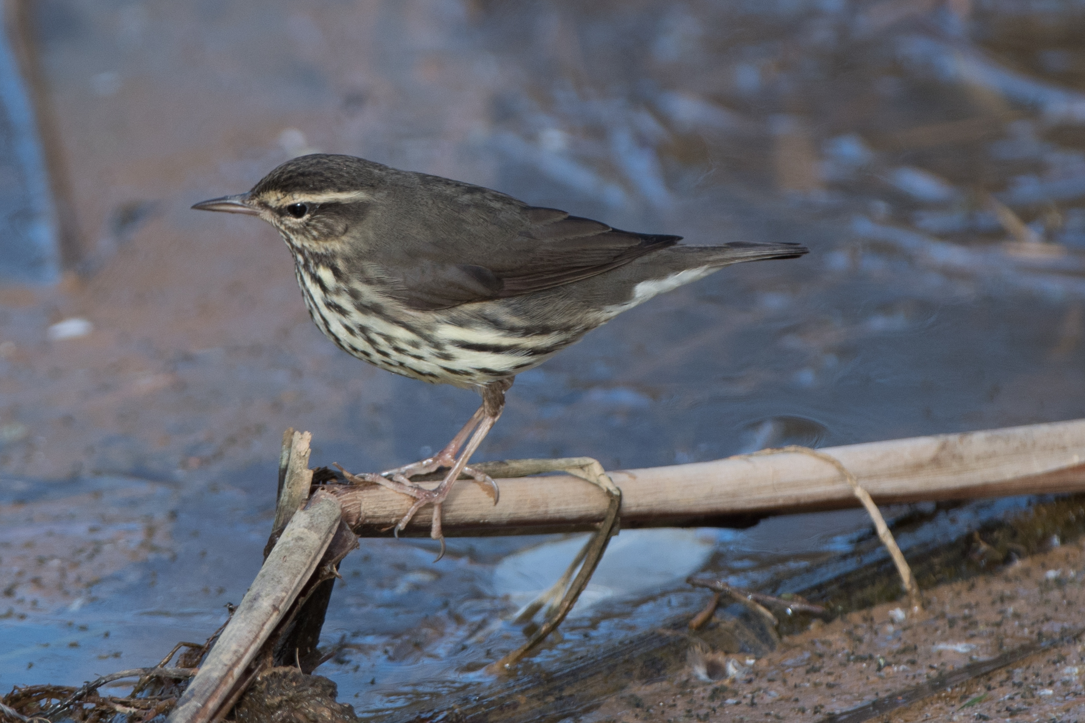 Northern Waterthrush | Wings Over Skagit