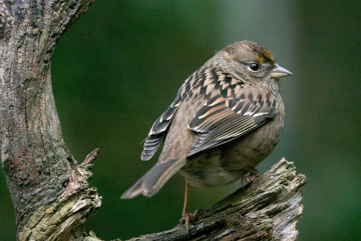 Posts | Wings Over Skagit | Photos and Observations of Birds of the ...
