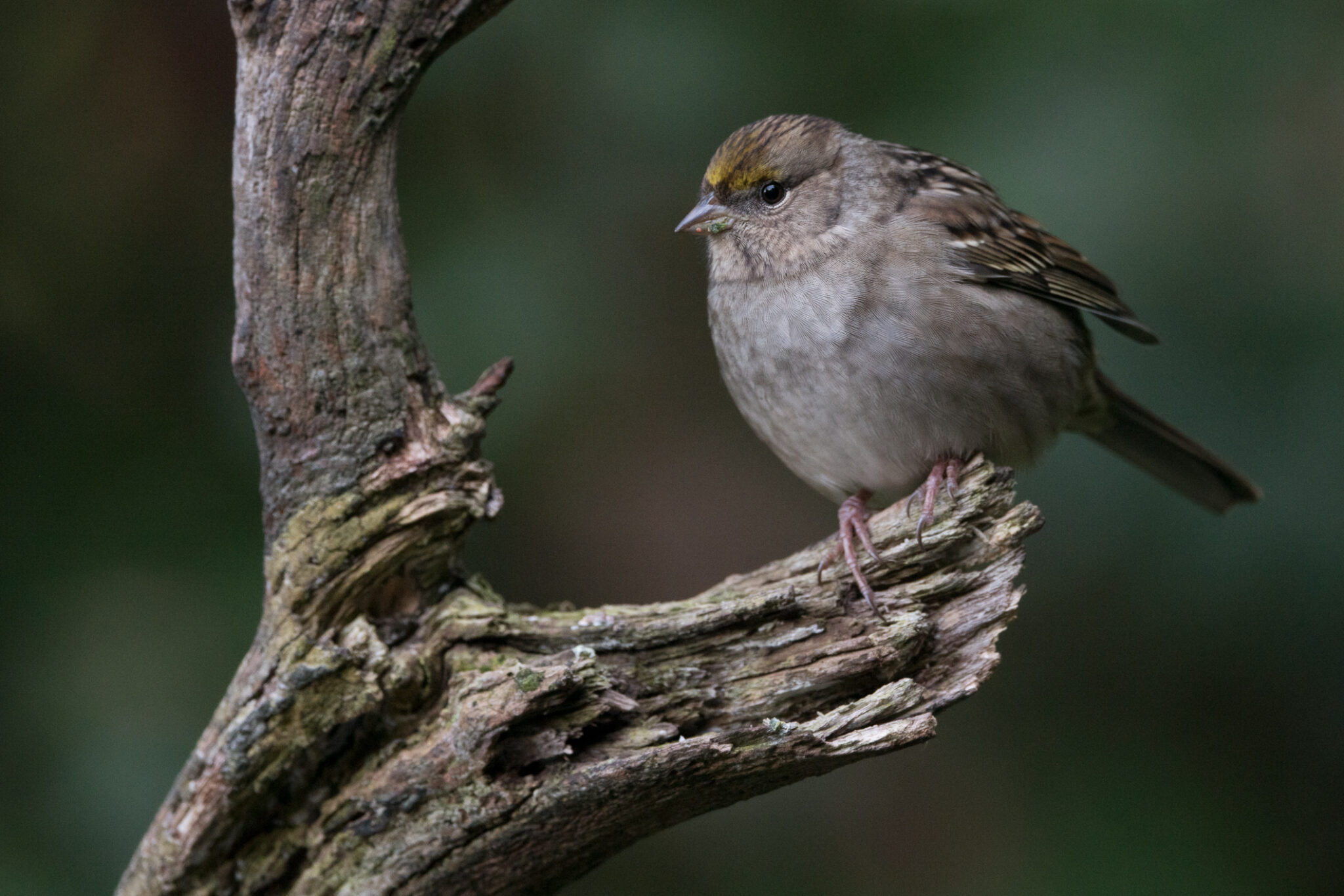 Posts | Wings Over Skagit | Photos and Observations of Birds of the ...